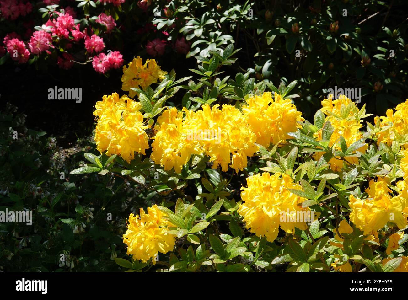 Yellow rhododendron luteum azalea shrub hi-res stock photography and ...