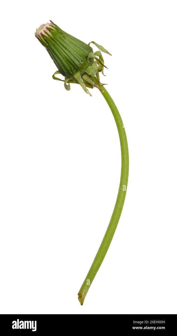 Long stem plant hi-res stock photography and images - Alamy