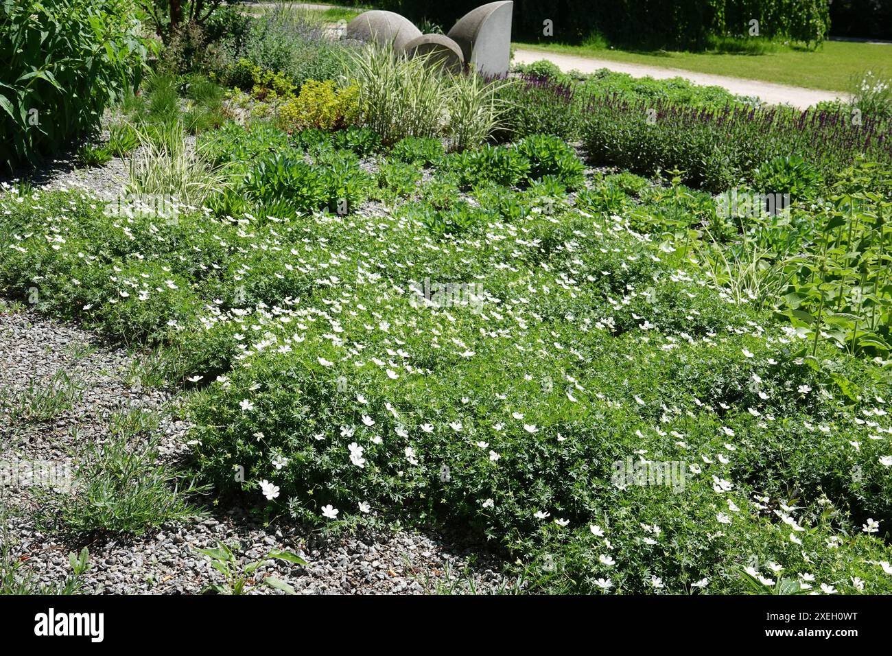 Geranium alba hi-res stock photography and images - Alamy