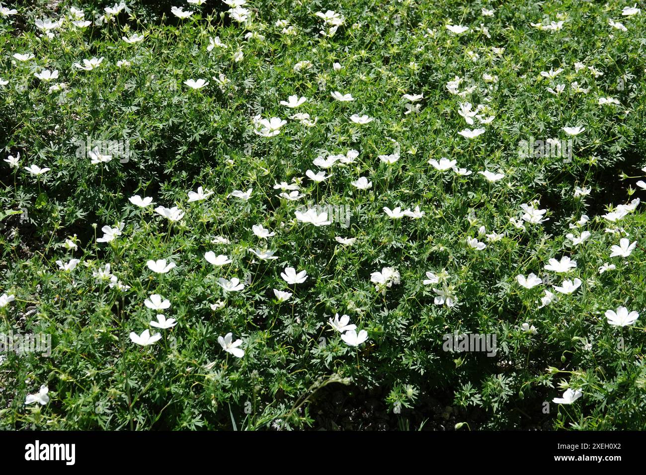 Geranium sanguineum ‘album’ hi-res stock photography and images - Alamy