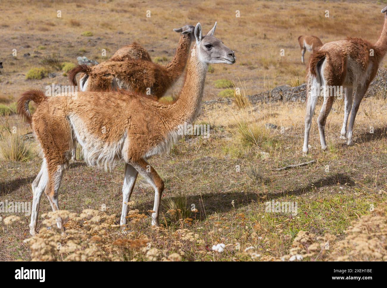 Guanaco atacama hi-res stock photography and images - Alamy