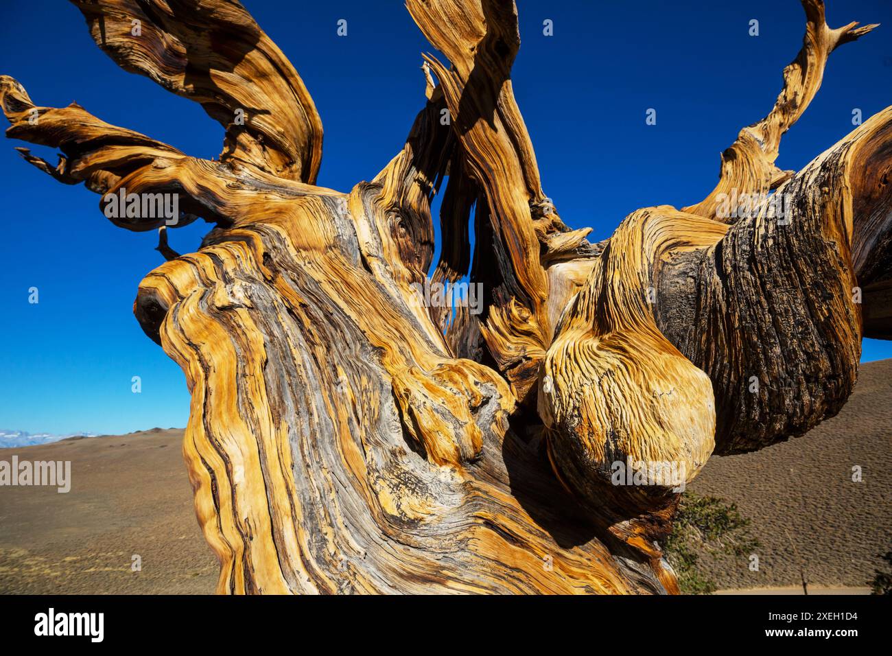 Bristlecone hi-res stock photography and images - Alamy