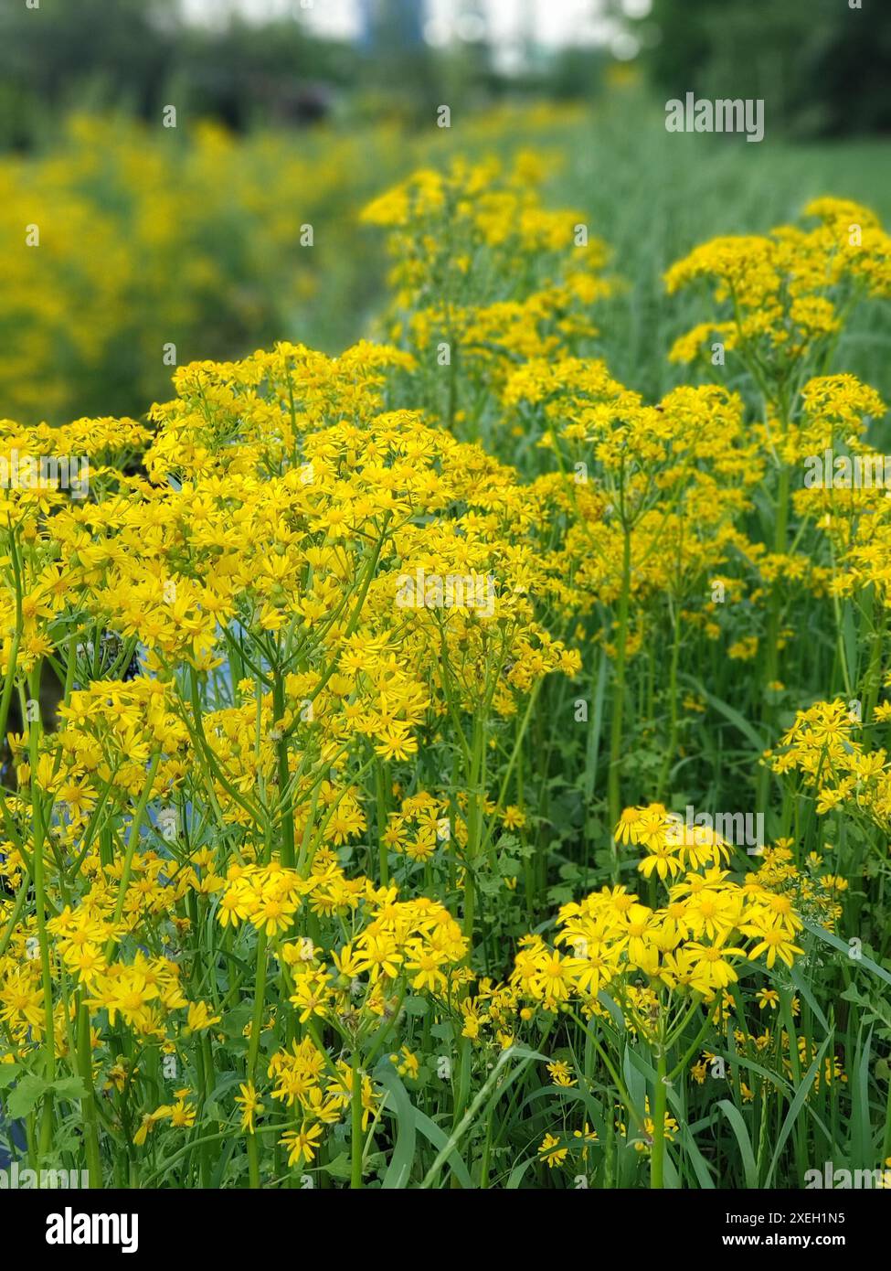 Butterweed Growing Next to a Roadside Ditch, Ohio Stock Photo - Alamy