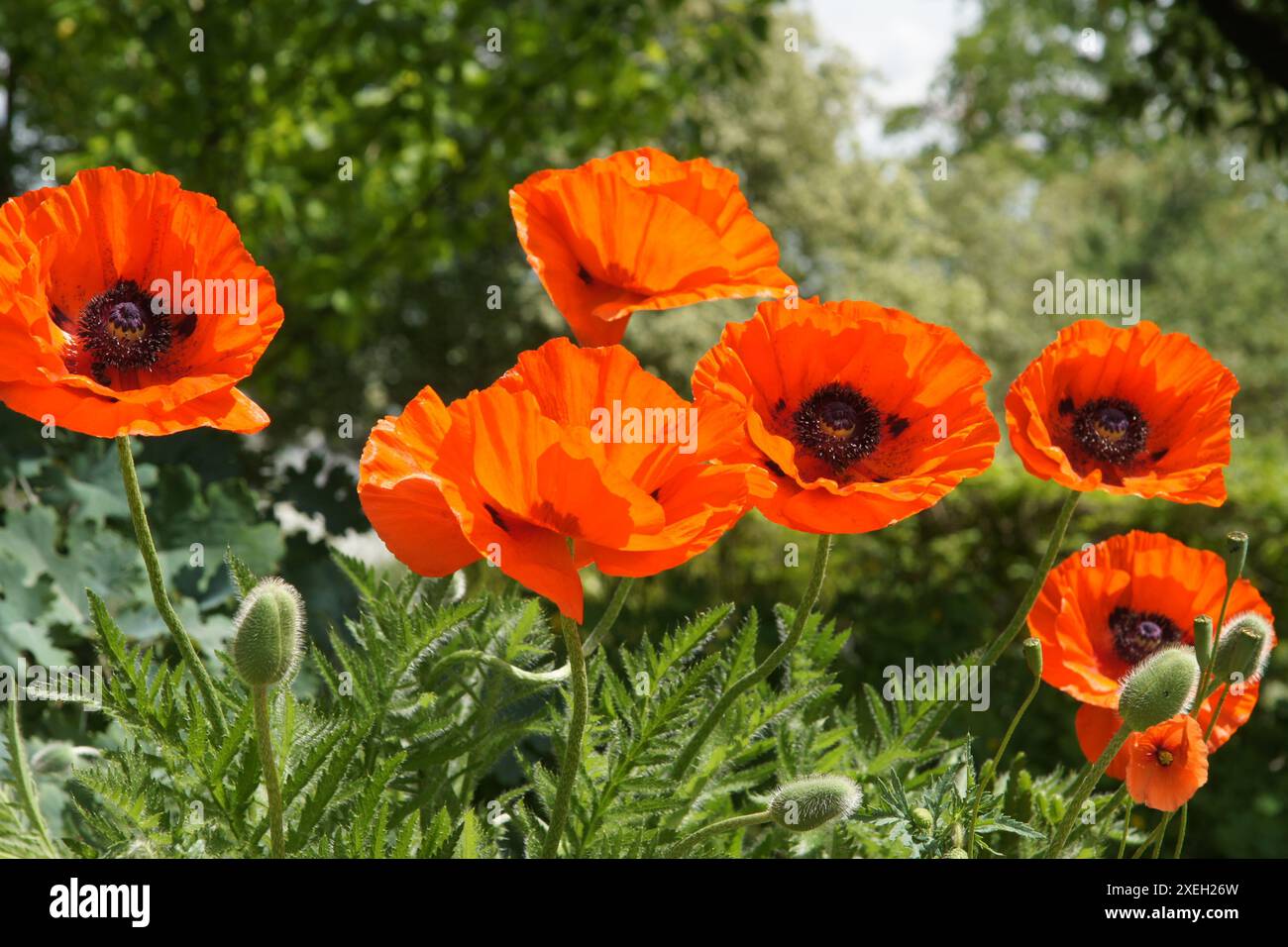 Papaver oreophilum, Mountain poppy Stock Photo - Alamy