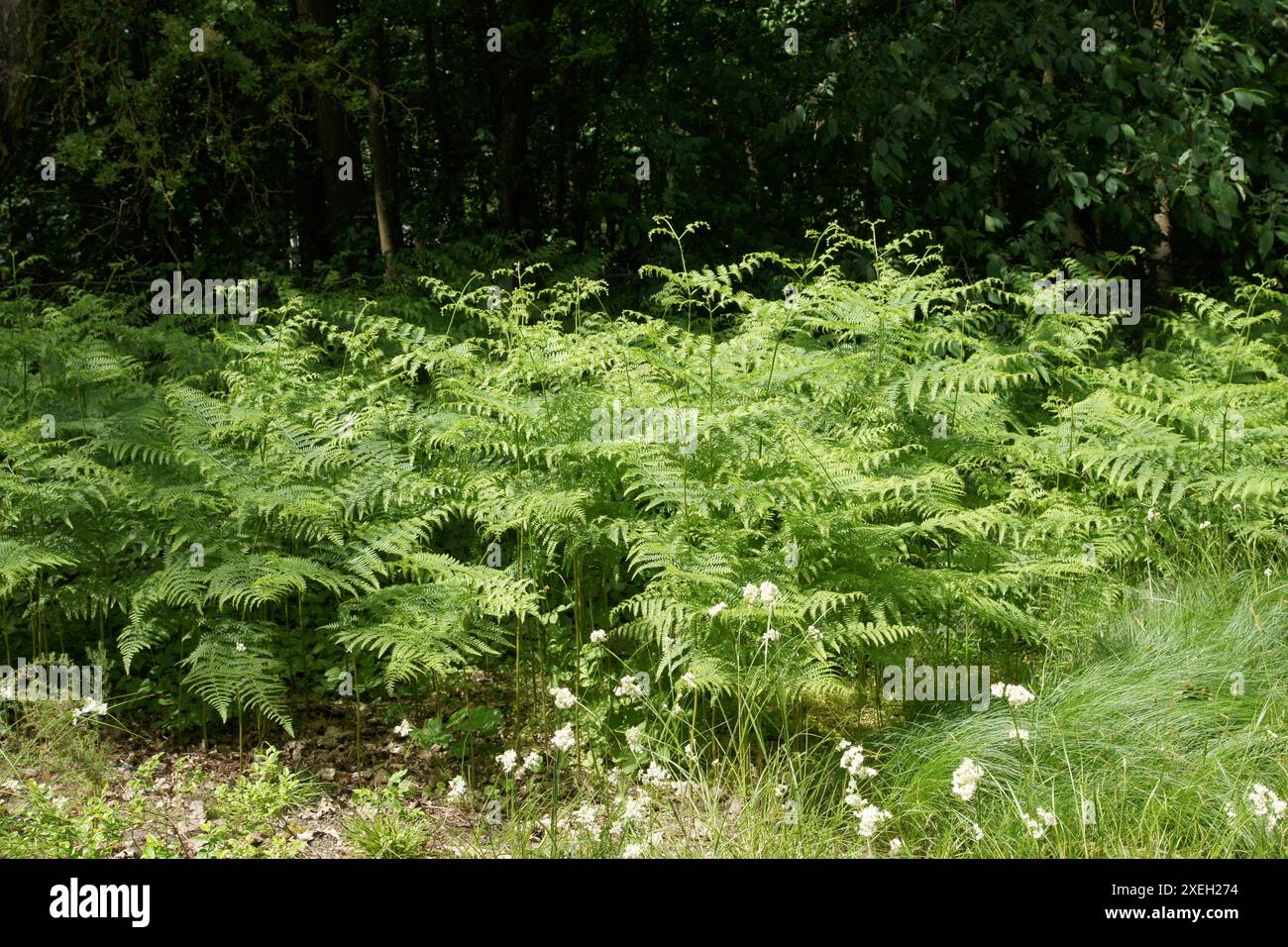Pteridium aquilinum bracken hi-res stock photography and images - Alamy