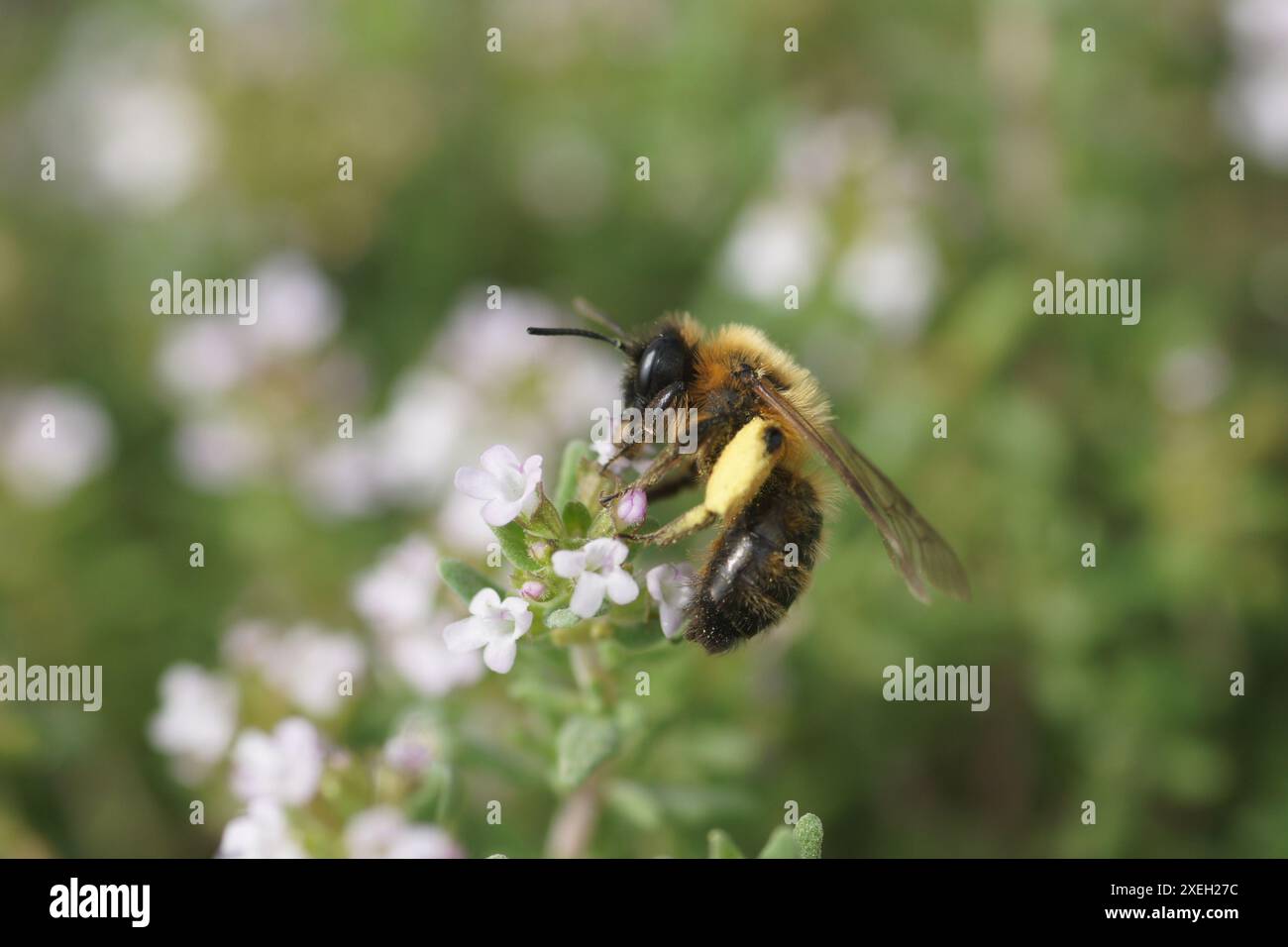 Thymus vulgaris, thyme, bee, on balcony Stock Photo - Alamy