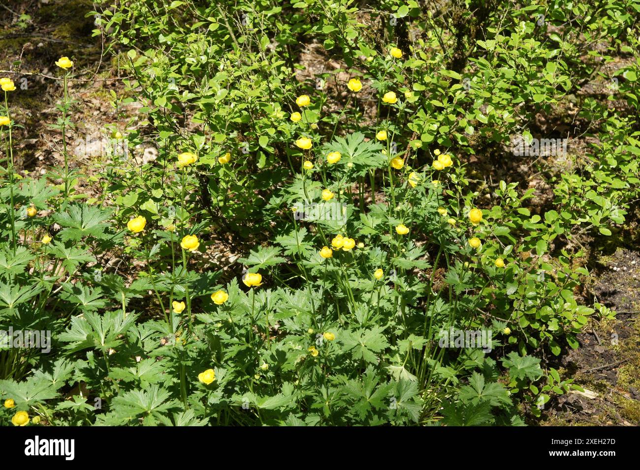 Trollius globe hi-res stock photography and images - Alamy
