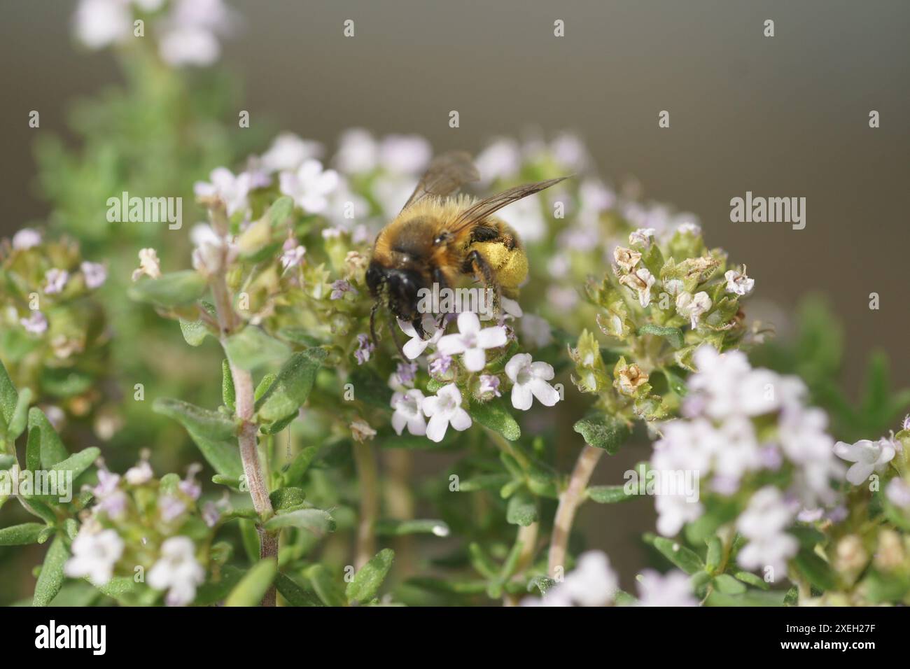Thymus vulgaris, thyme, bee, on balcony Stock Photo - Alamy