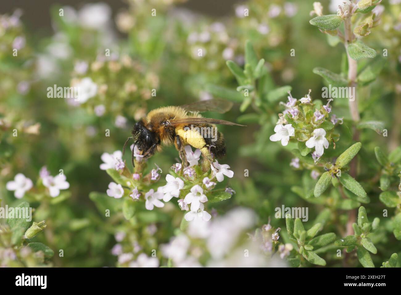 Thymus vulgaris, thyme, bee, on balcony Stock Photo - Alamy
