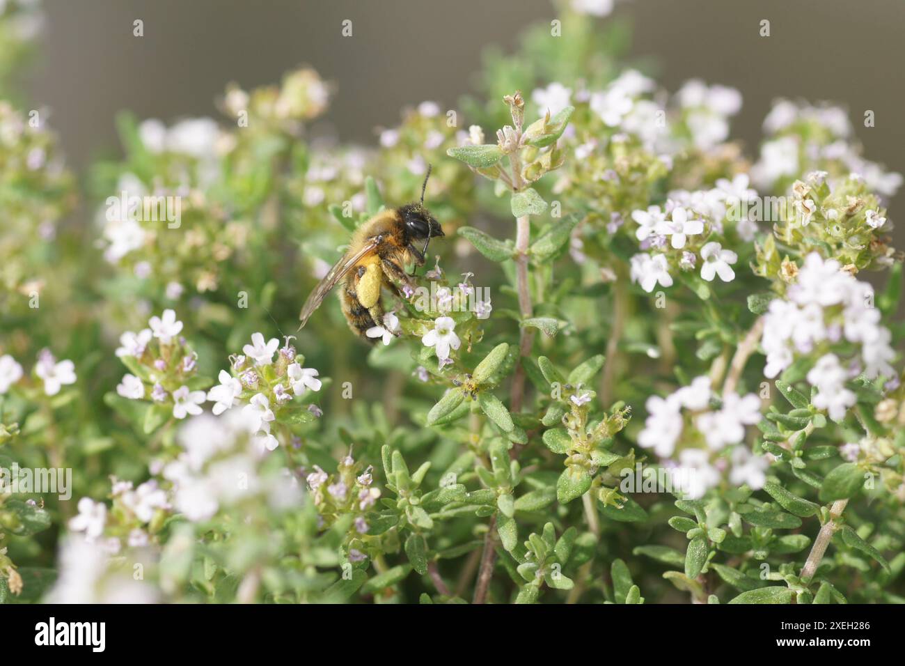 Thymus vulgaris, thyme, bee, on balcony Stock Photo - Alamy