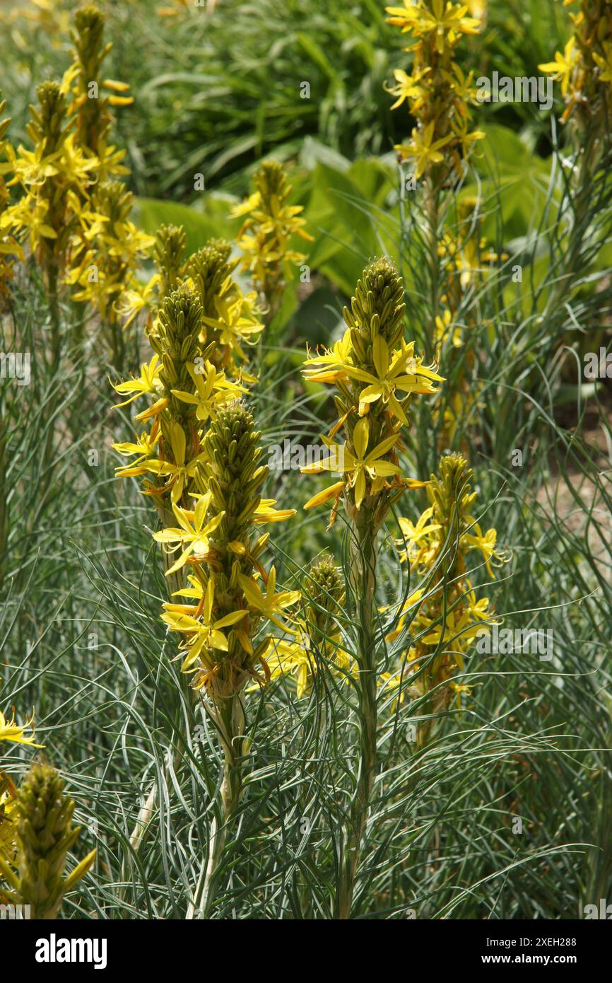 Asphodel lutea hi-res stock photography and images - Alamy