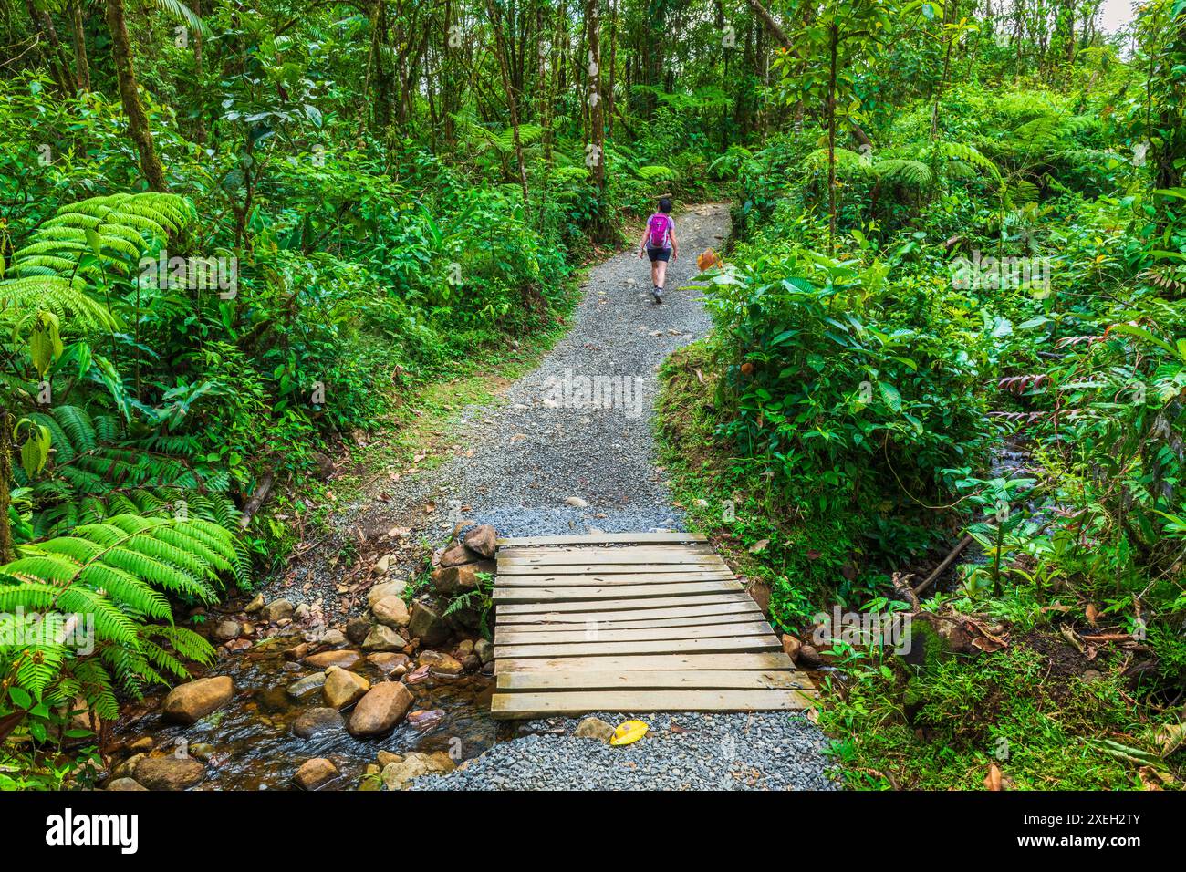 Hiker on the Rio Celeste trail, Tenorio Volcano National Park ...