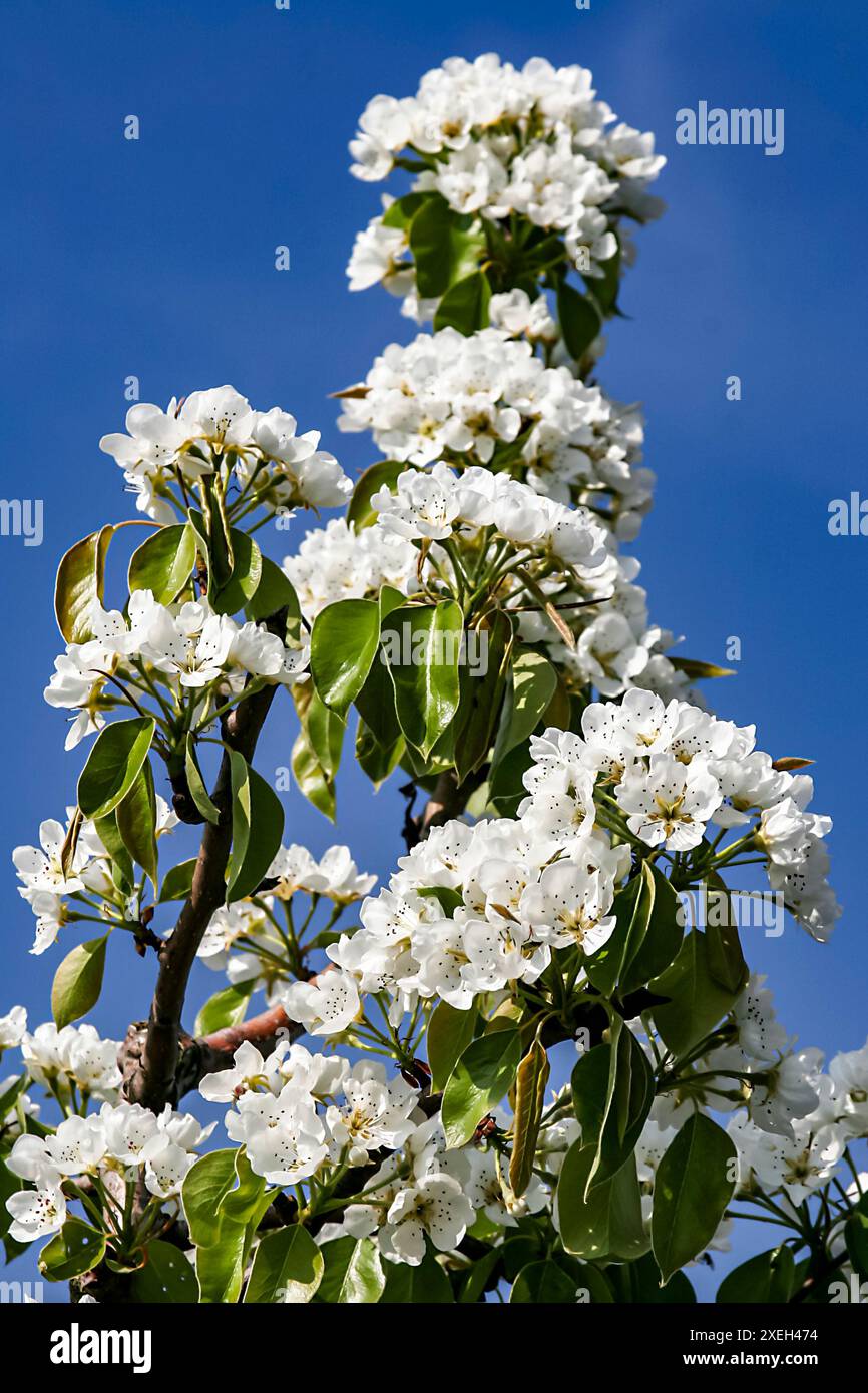 Pome tree hi-res stock photography and images - Alamy