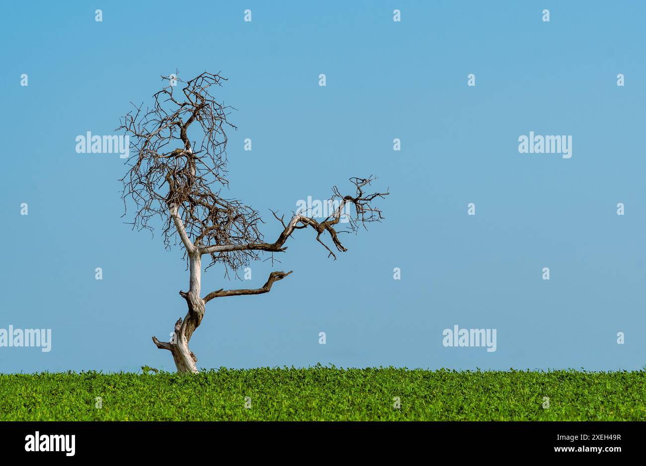 Lonely dry leafless tree in the green meadow standing blue sky. Copy ...