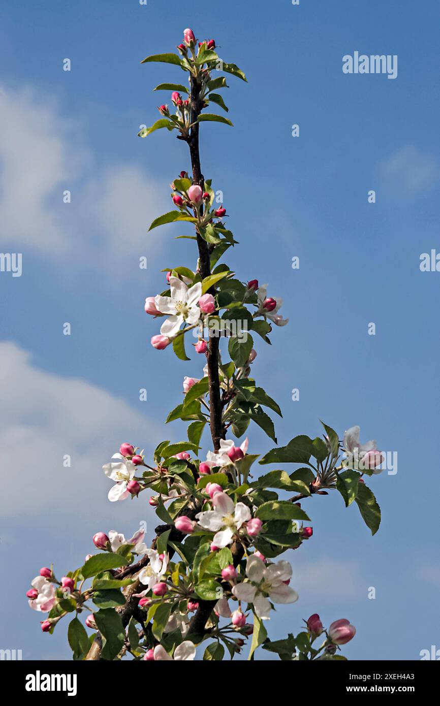 Apple tree cultivation hi-res stock photography and images - Alamy