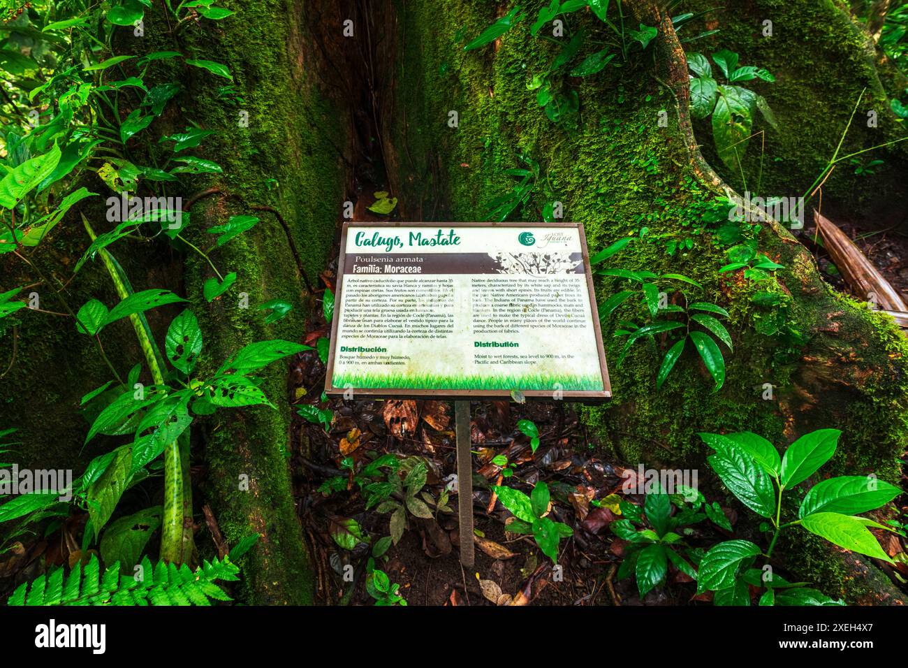 Poulsenia armata tree interpretive sign, Alajuela Province, Costa Rica ...