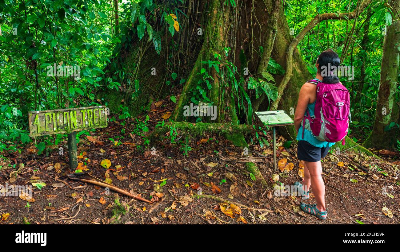 Hiker at a Pilon Tree (Hyeronima alchorneoides) on a jungle trail ...