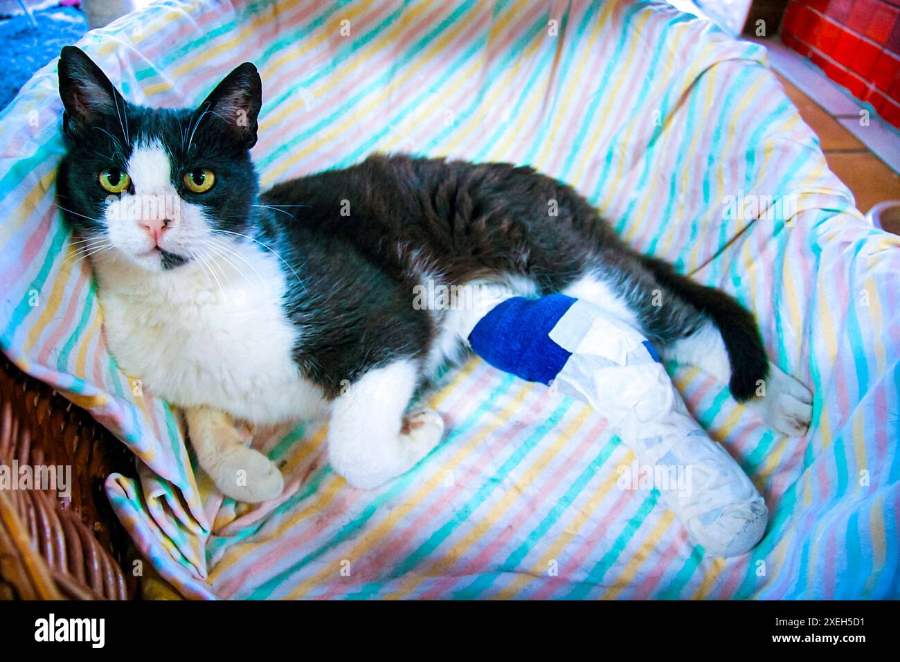 Injured cat hi-res stock photography and images - Alamy