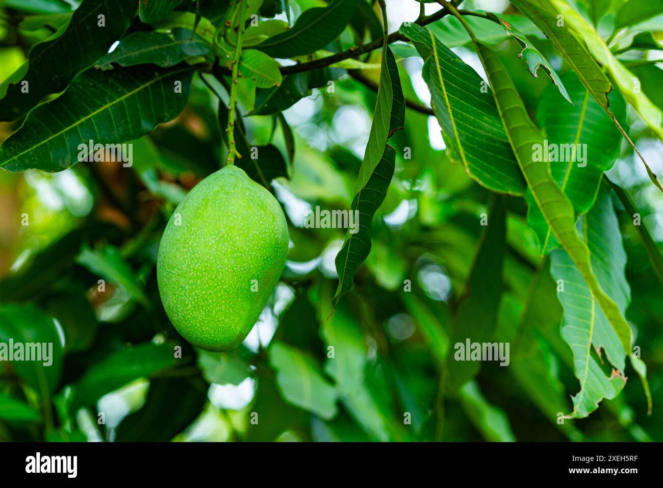 Single fresh green raw mango fruit with leaves hanging on the mango ...