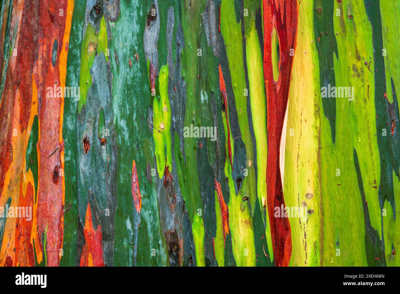 Rainbow Eucalyptus, Arenal Volcano National Park, Alajuela Province ...