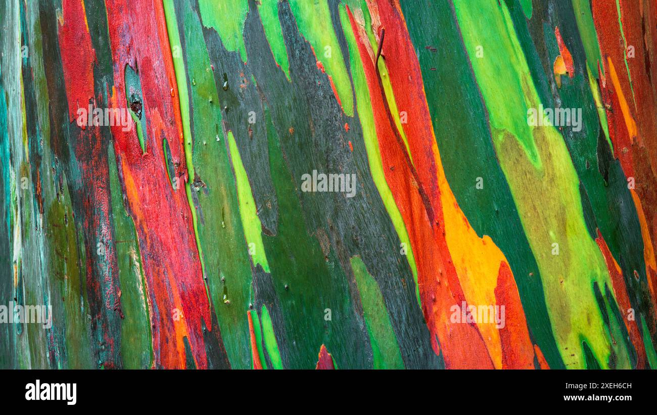 Rainbow Eucalyptus, Arenal Volcano National Park, Alajuela Province ...