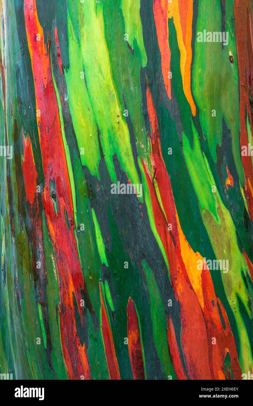 Rainbow Eucalyptus, Arenal Volcano National Park, Alajuela Province ...