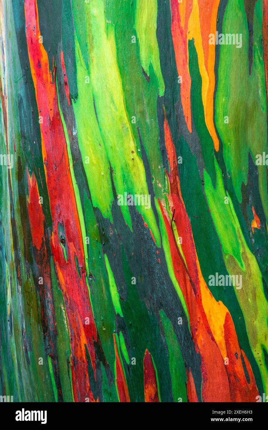 Rainbow Eucalyptus, Arenal Volcano National Park, Alajuela Province ...