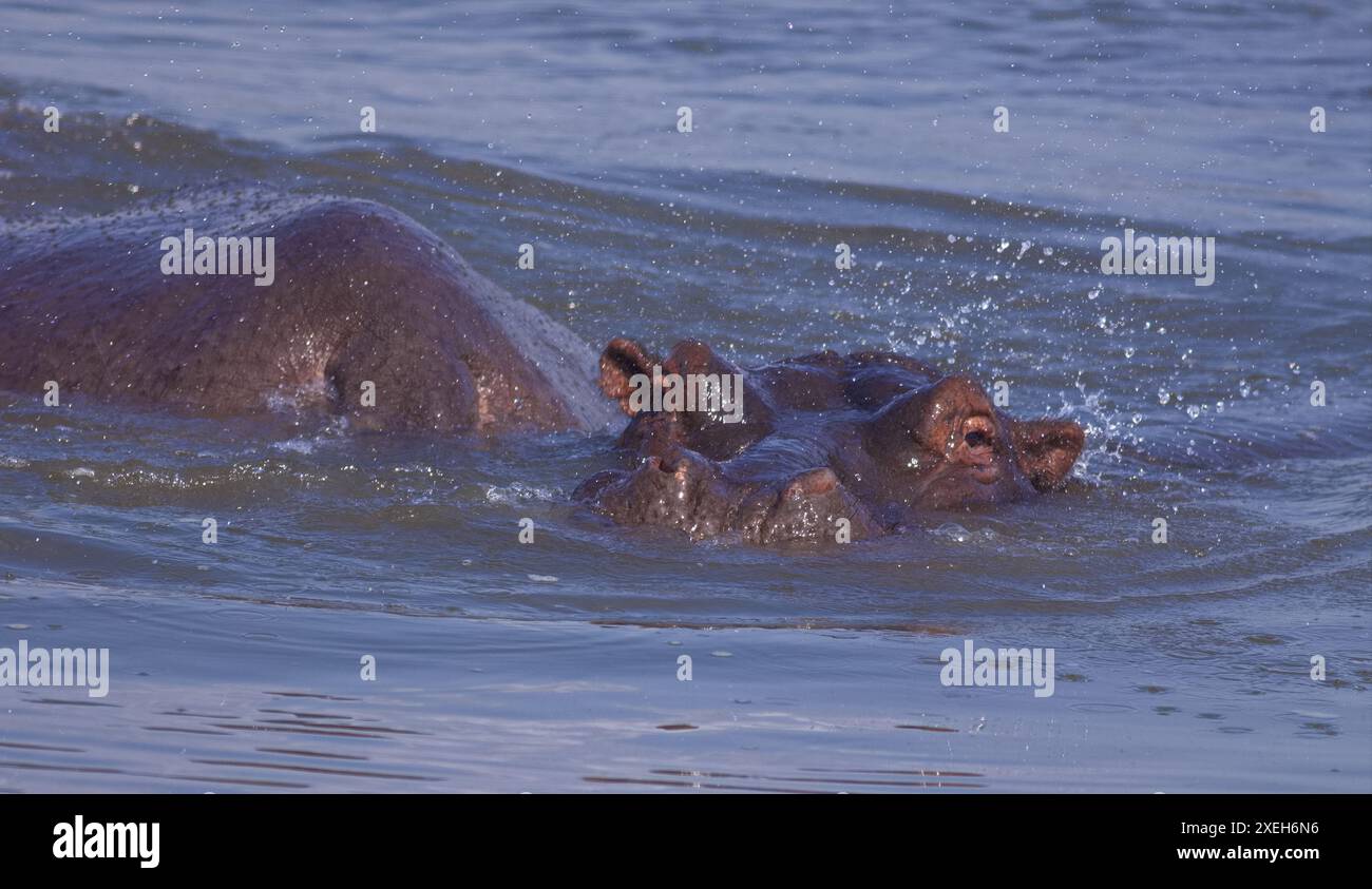 Hippos swimming and floating in the water; Hippopotamus bull with its ...