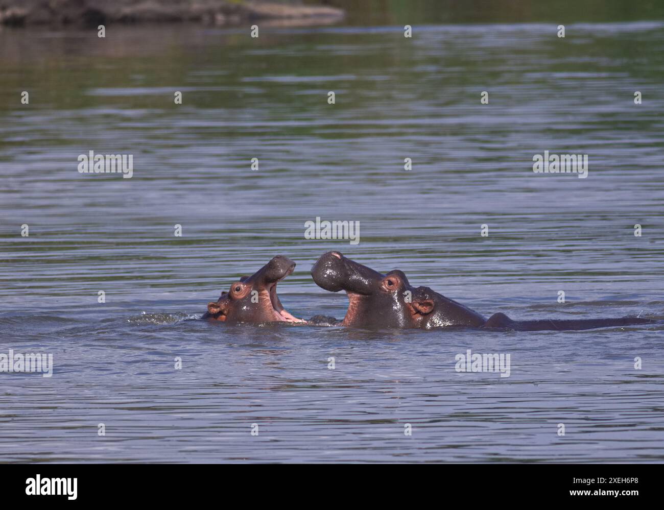 Hippos with their mouths open swimming and floating in the water ...