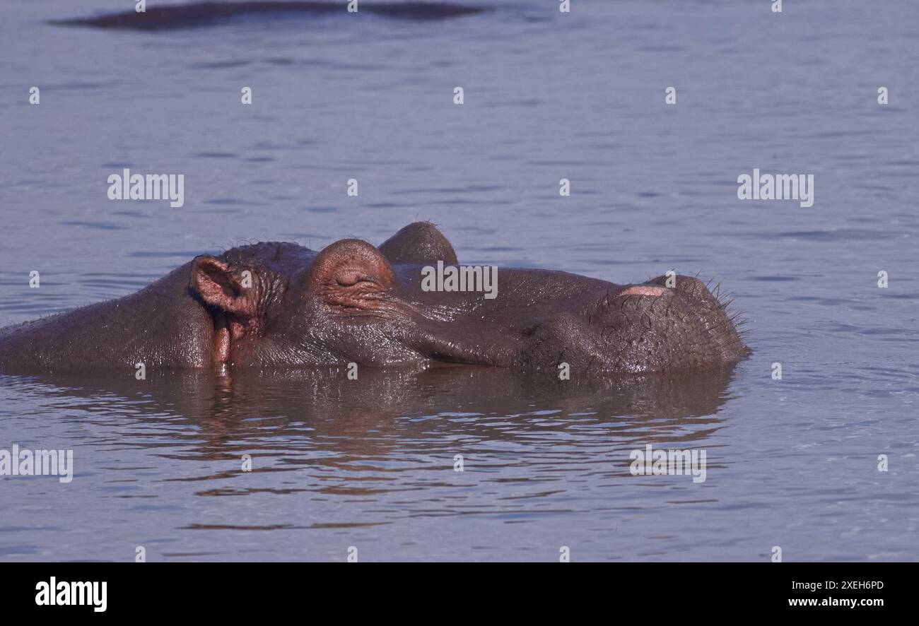 Hippos swimming and floating in the water; Hippopotamus bull with its ...