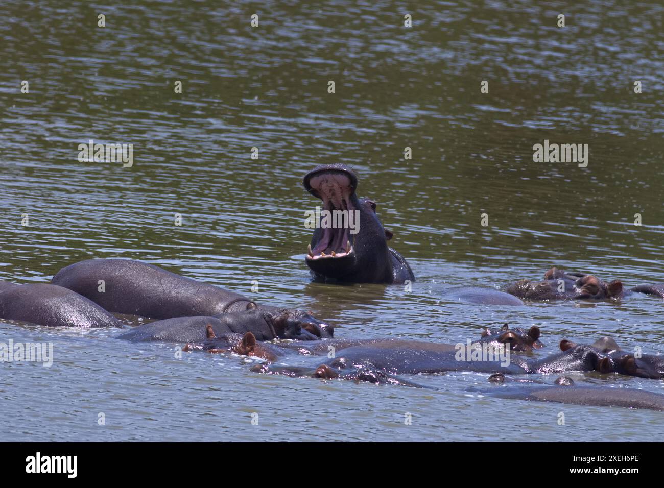 Hippos with their mouths open swimming and floating in the water ...