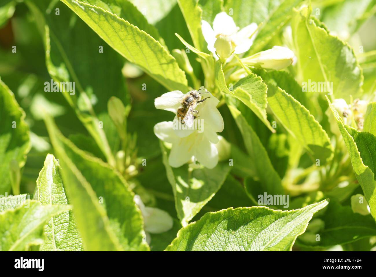 Weigelia koraeensis, Korean weigelia, Biene, bee Stock Photo - Alamy