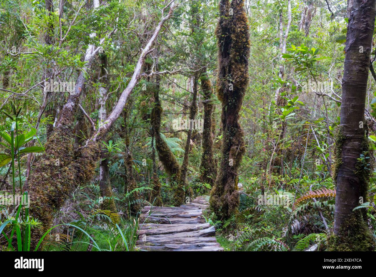 Chile forest forests hi-res stock photography and images - Alamy