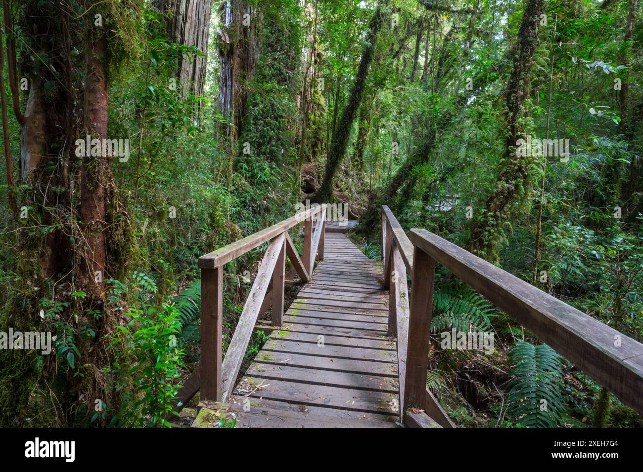 Chile forest forests hi-res stock photography and images - Alamy