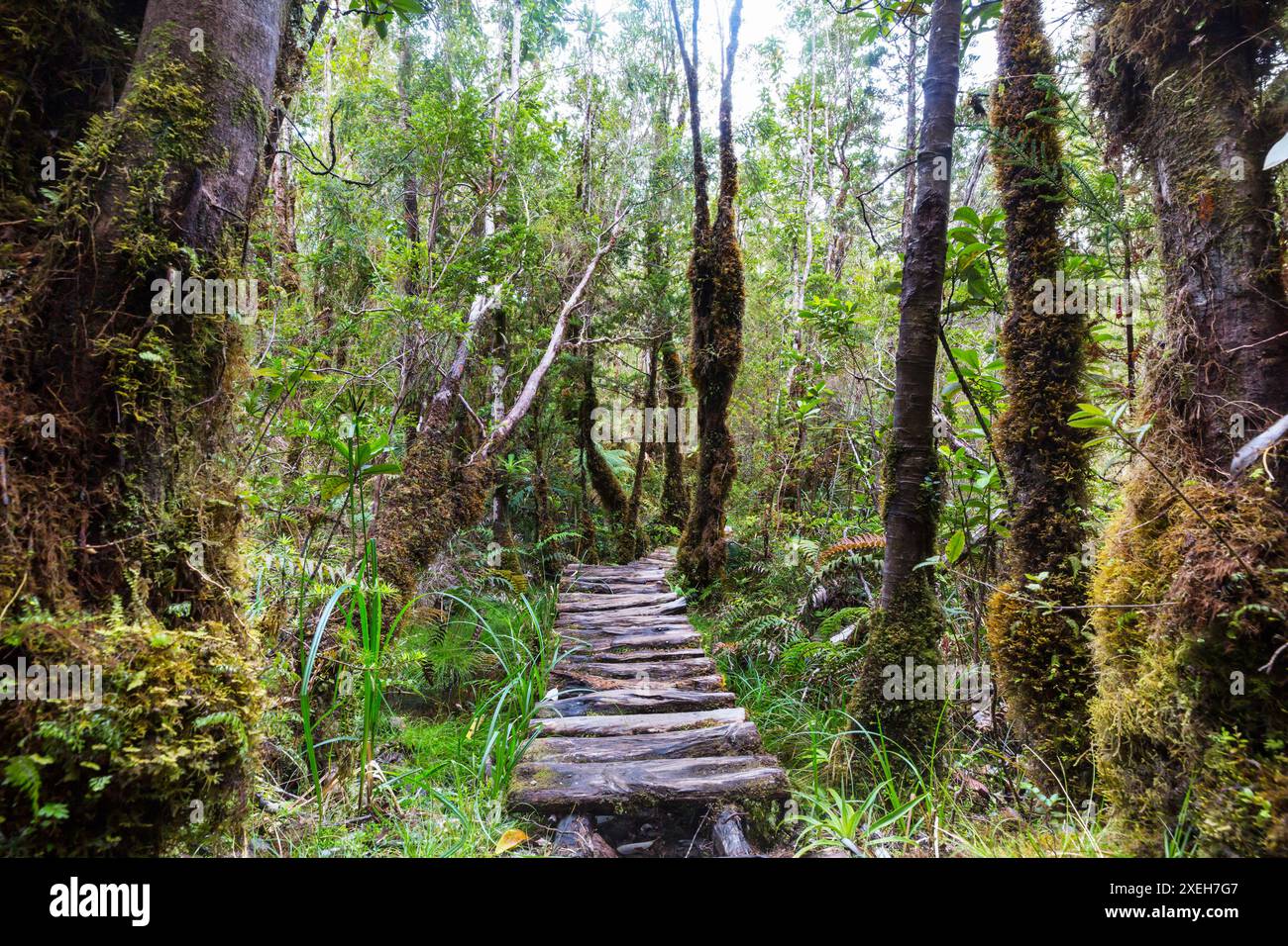 Forest in South Chile Stock Photo - Alamy