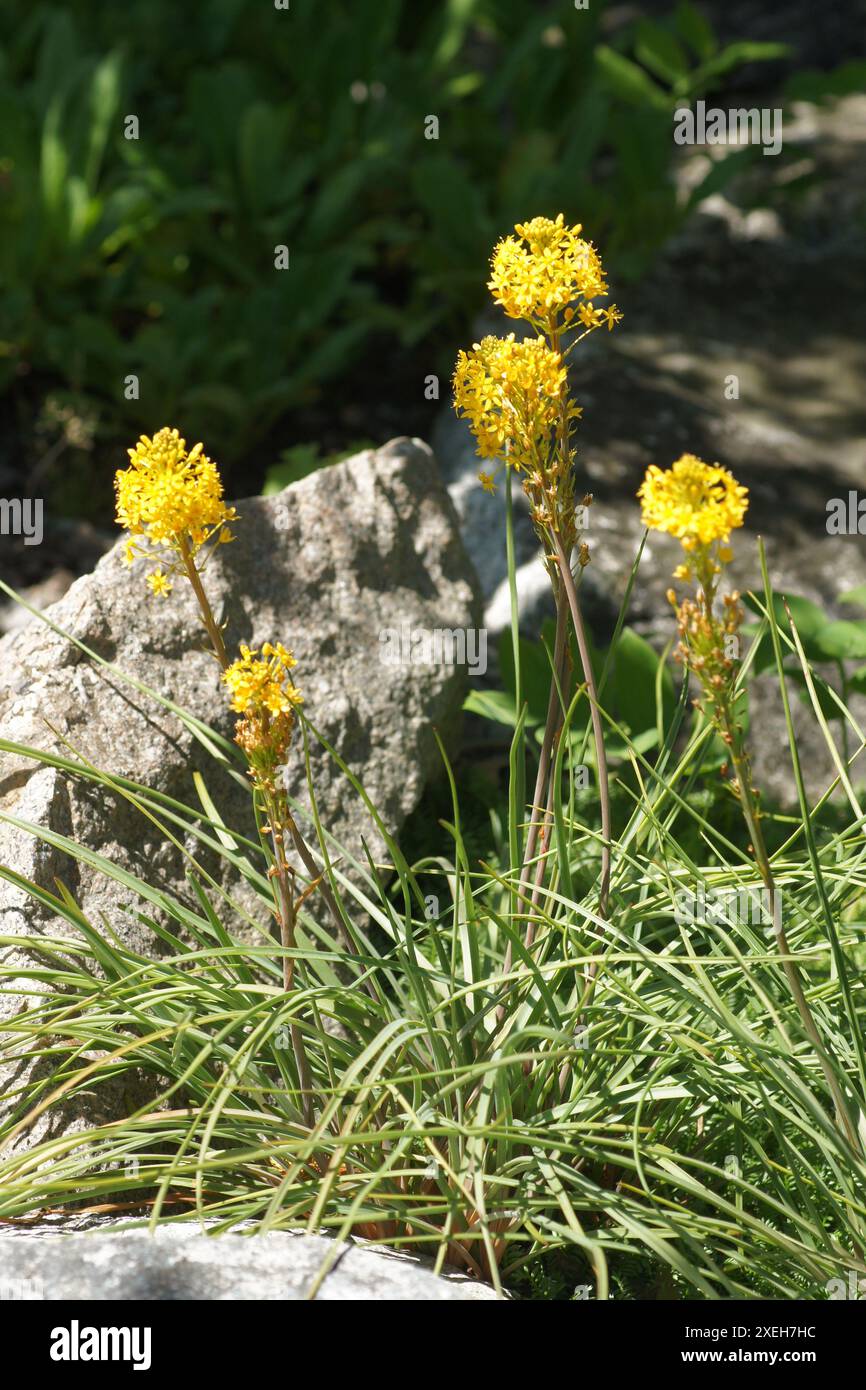 Bulbinelle hi-res stock photography and images - Alamy