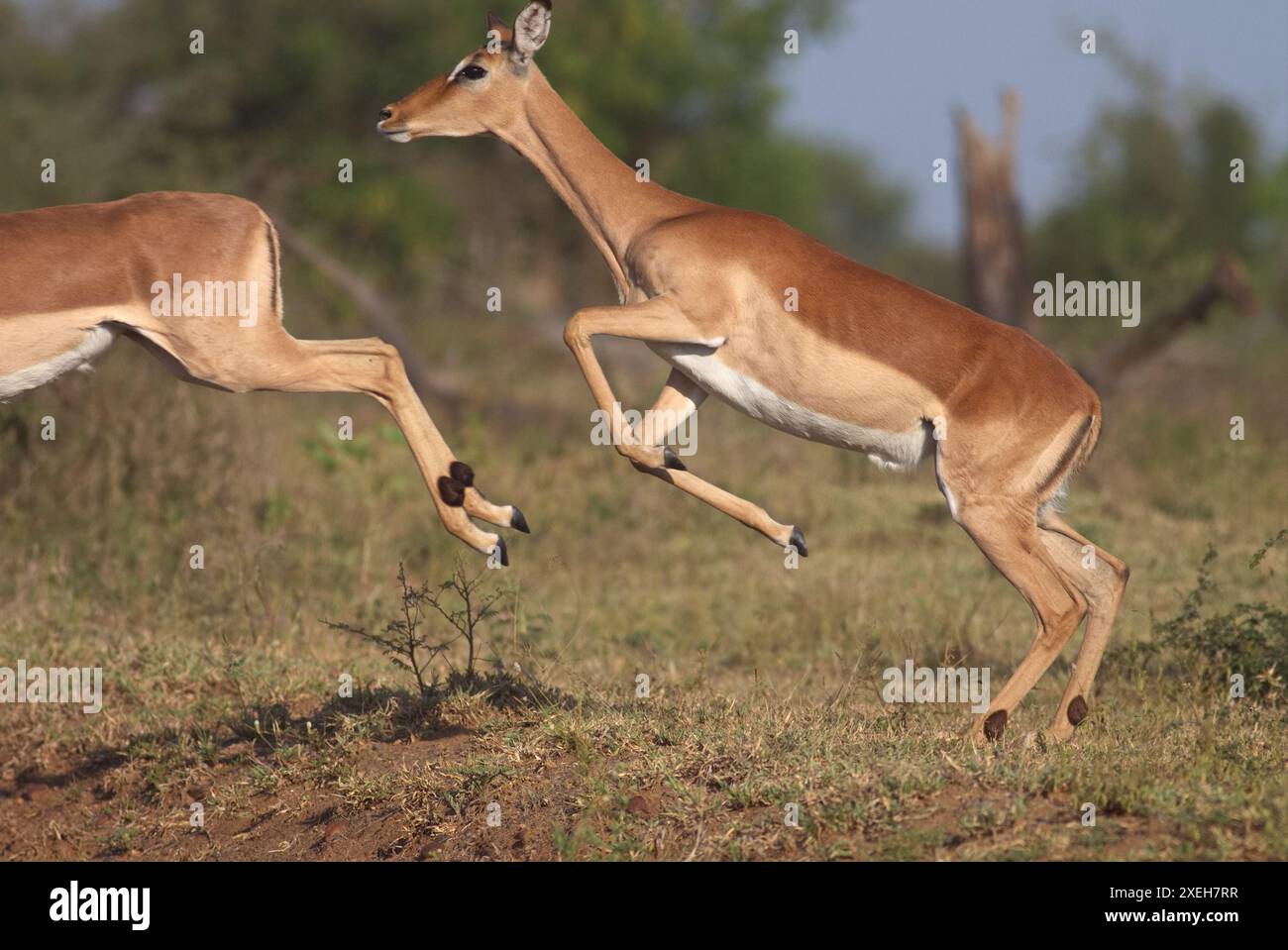 Antelope jumping and leaping in the air, while crossing the road ...