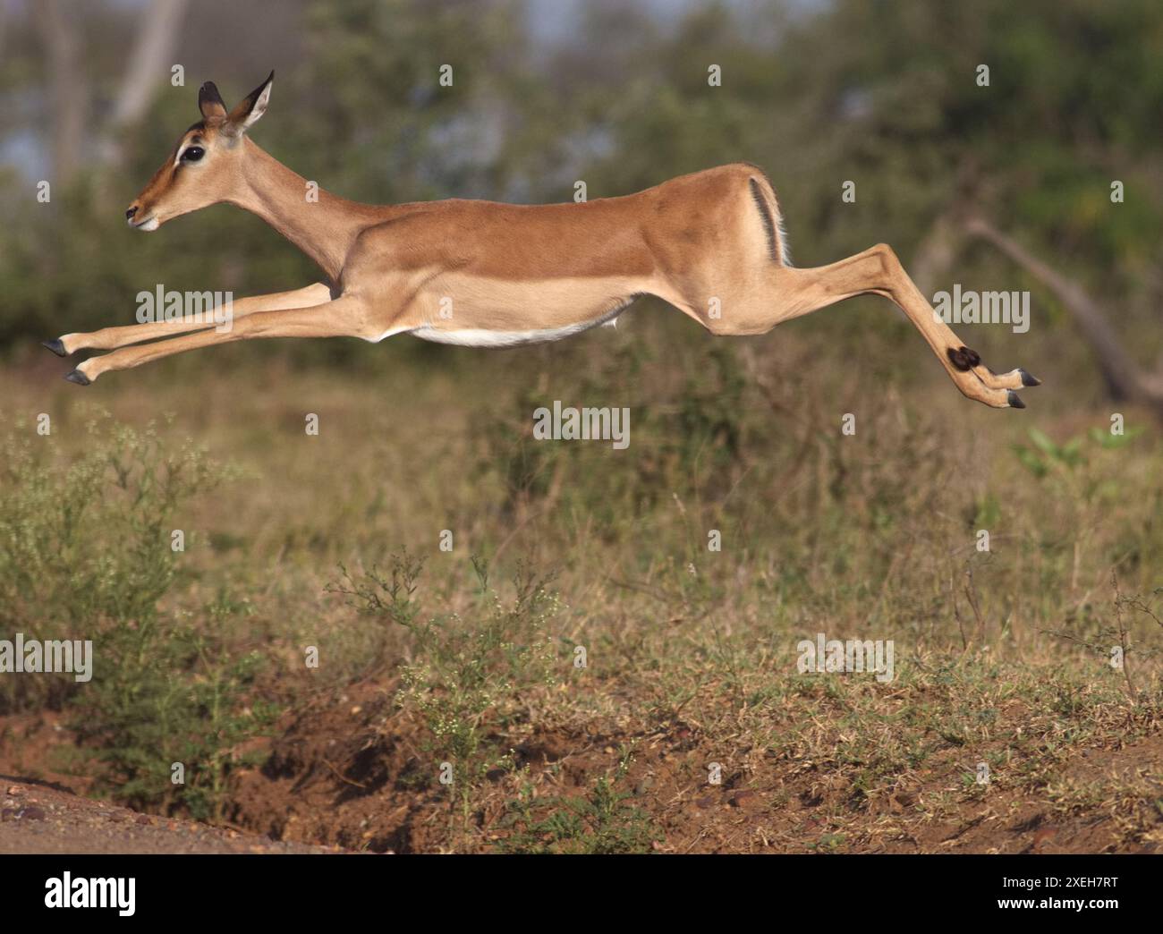 The springbok and the impala hi-res stock photography and images - Alamy