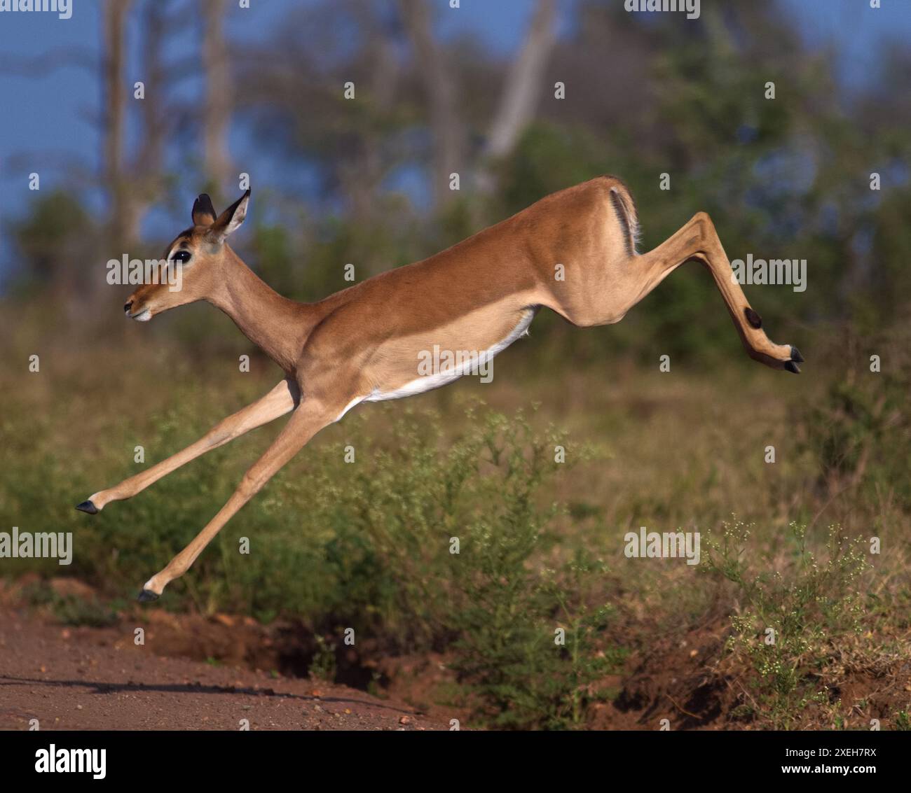 Leaping impala hi-res stock photography and images - Alamy