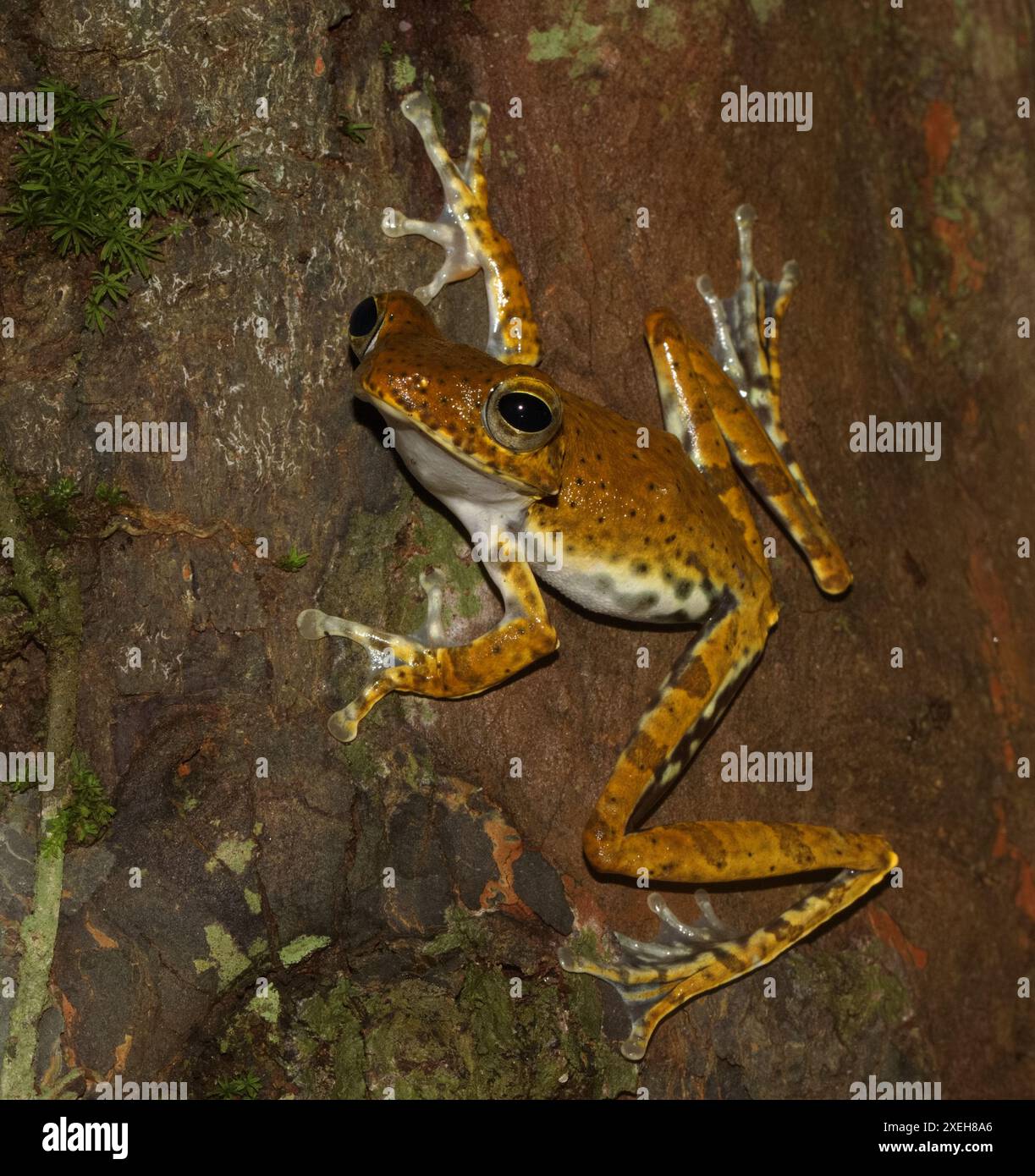 Frog perched on a tree trunk cling on with its toe pads; spines and on ...
