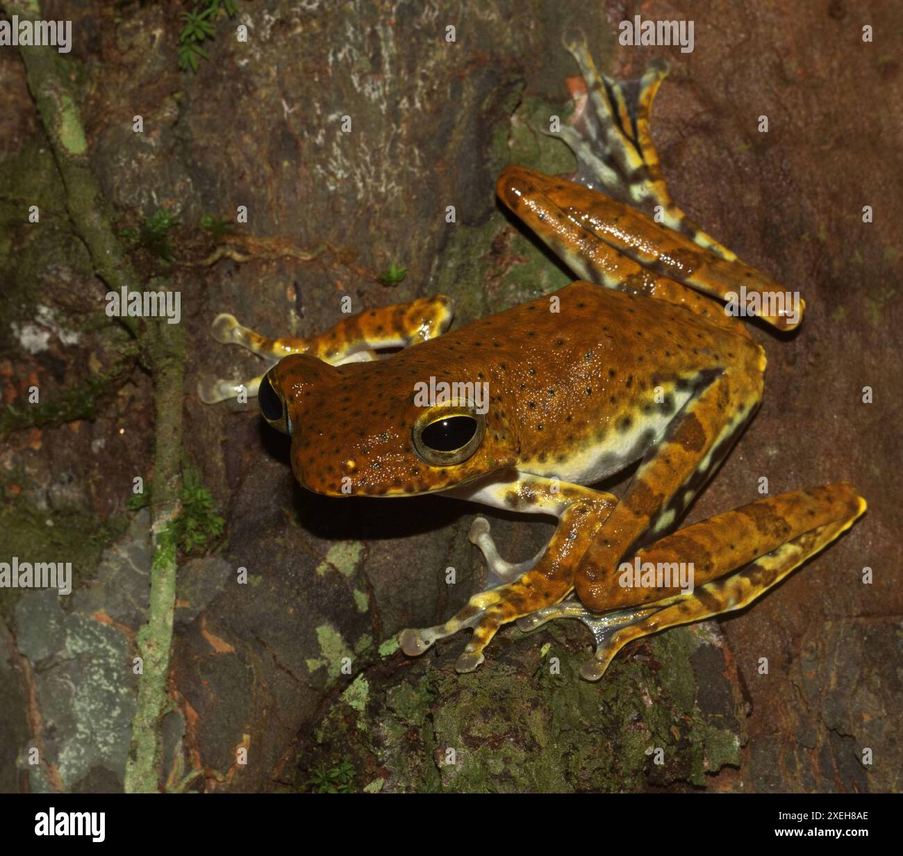Frog perched on a tree trunk cling on with its toe pads; spines and on ...