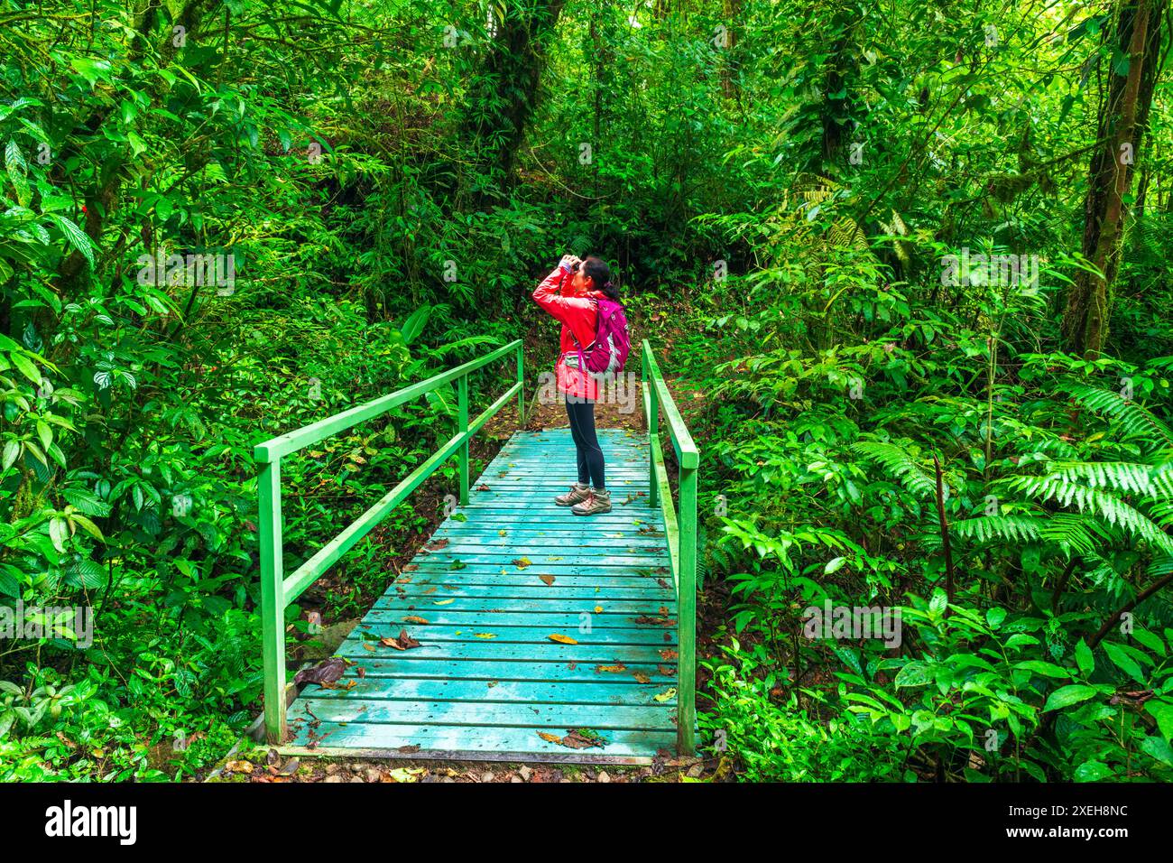 Hiker crossing a bridge in the Monte Verde Cloud Forest Preserve ...