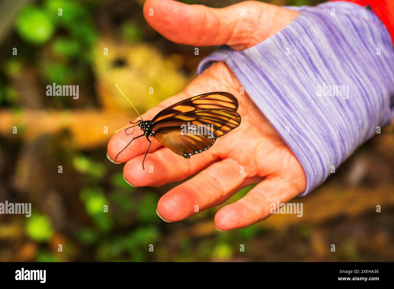Woman holding a monarch butterfly (Danaus plexippus) on her hand, Monte ...