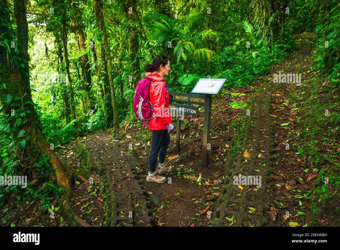 Hiker at a trail junction, Monte Verde Cloud Forest Preserve, Alajuela ...