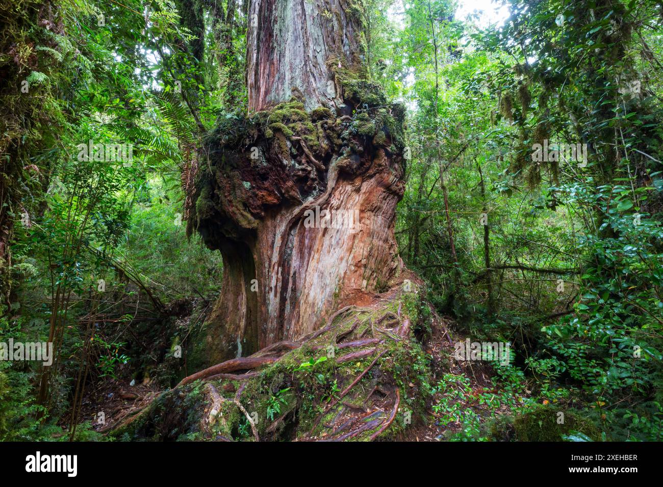 Endemic to rainforests hi-res stock photography and images - Alamy