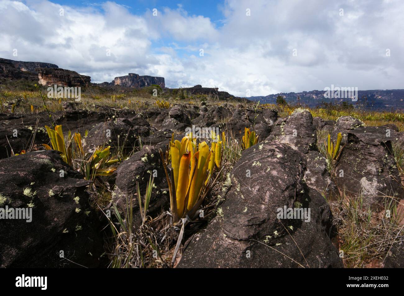 Carnivorous plant guiana shield hi-res stock photography and images - Alamy