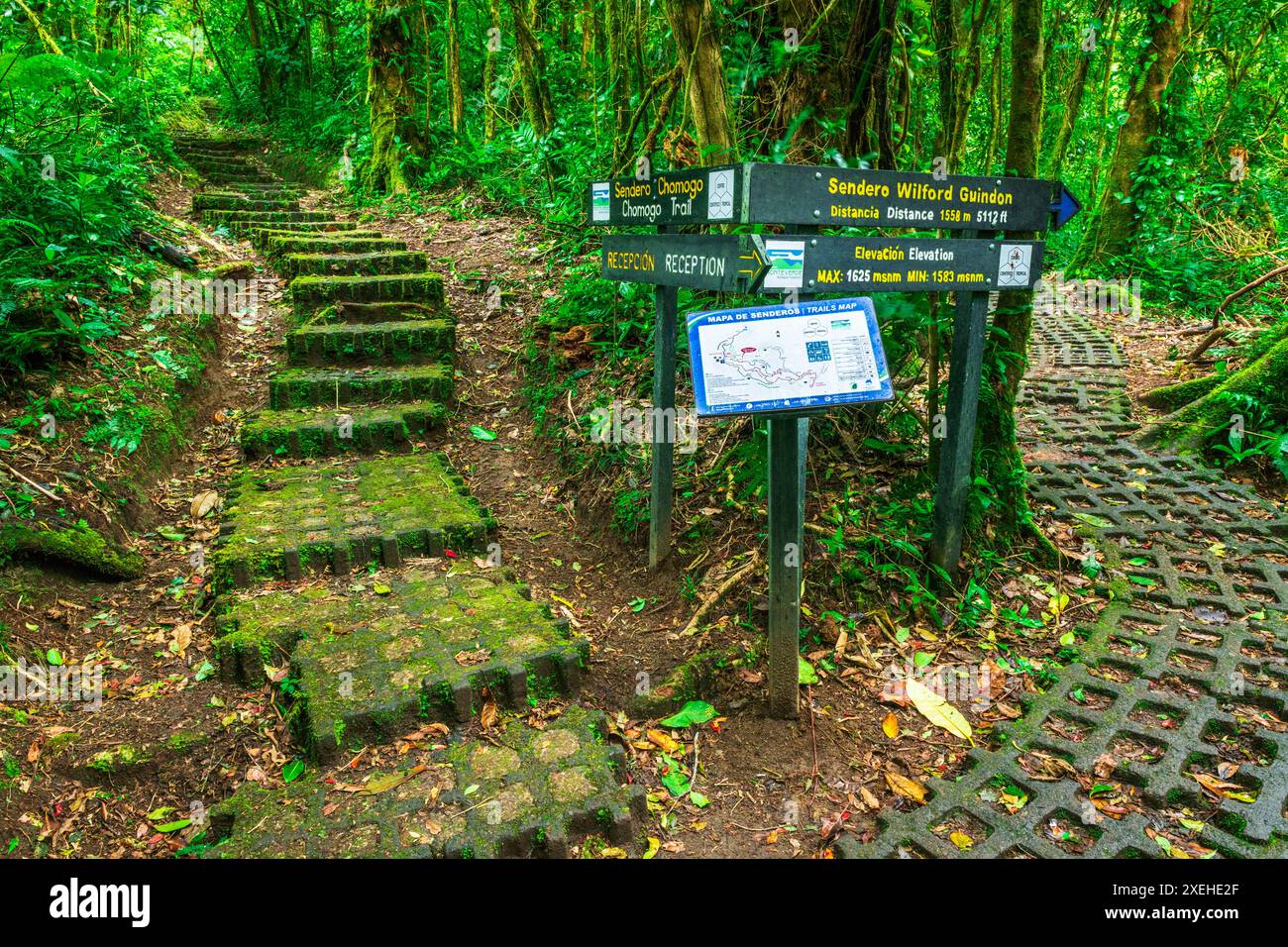 Trail junction at the Monte Verde Cloud Forest Preserve, Alajuela ...