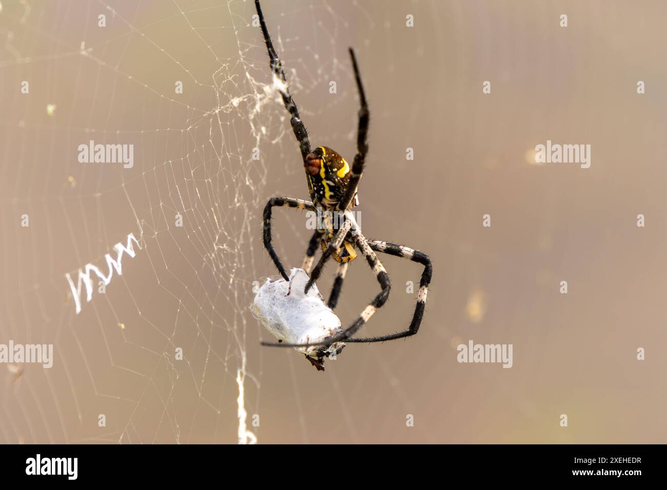 Spider preying on large insects wrapped around by thread. The ...