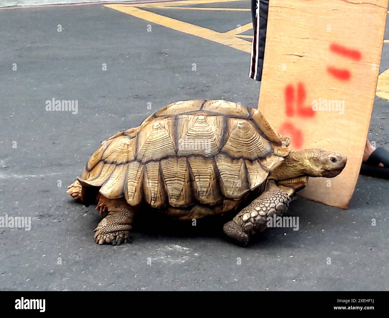 A 20-year-old captive turtle. The African shield-clawed tortoise ...