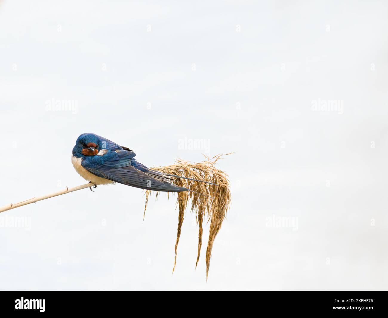 Reed plant hi-res stock photography and images - Alamy